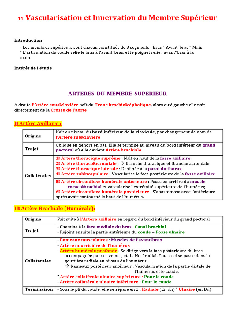 Innervation du bras et vascularisation | PDF | Bras | Membres (anatomie)