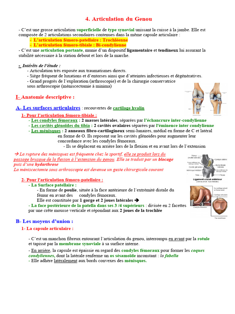 4- Genou-2 fiche | PDF | Genou | Articulation (anatomie)
