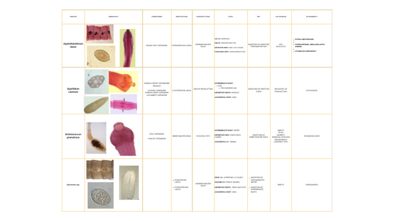 CESTODES-2 (1) | PDF | Diseases And Disorders | Animals And Humans