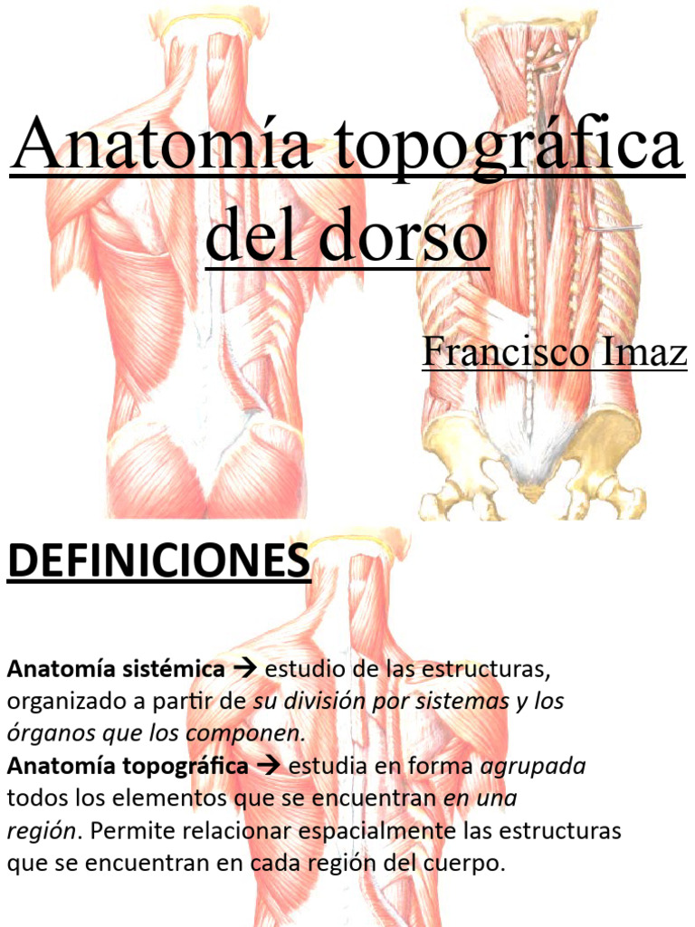 2) Dorso | PDF | Anatomía humana | Sistema musculoesquelético