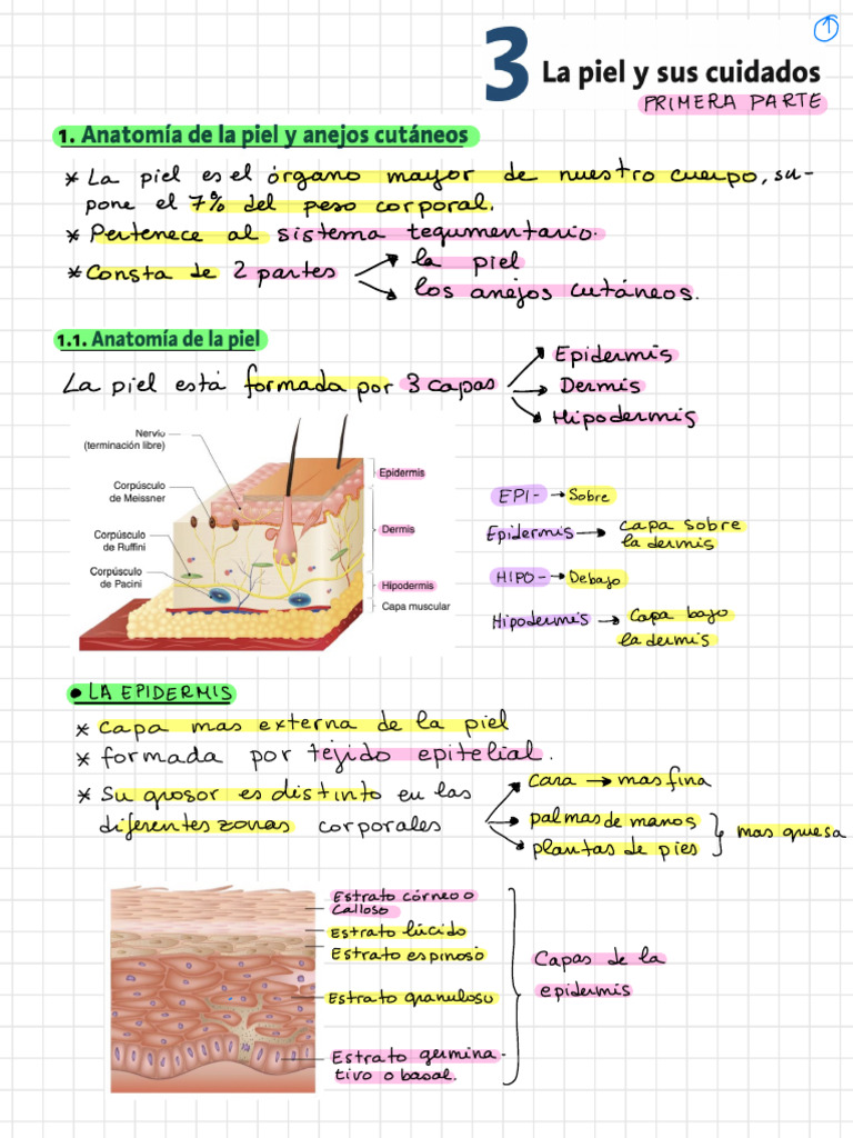 Esquema Tema 3 Primera Parte | PDF | Piel | Epidermis