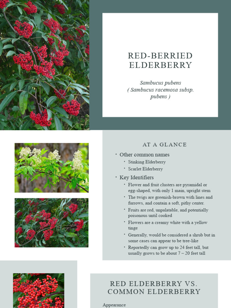 Red-Berried Elderberry Overview | PDF | Botany | Plants