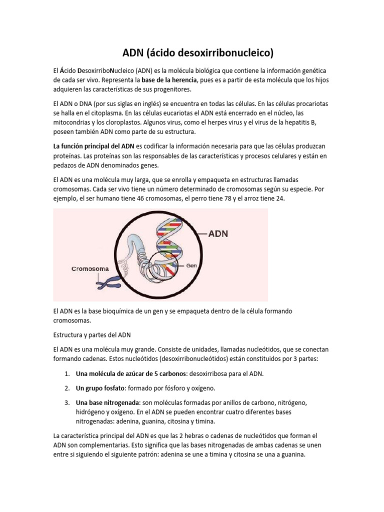 El Adn | PDF | Adn | Rna