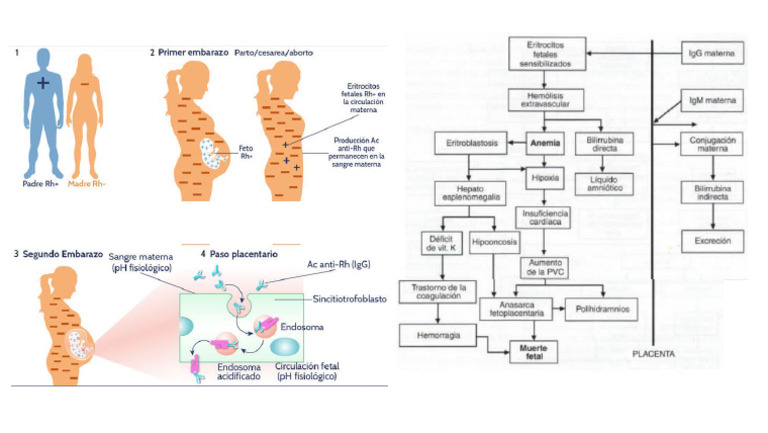 Fisiopato EHRN | PDF