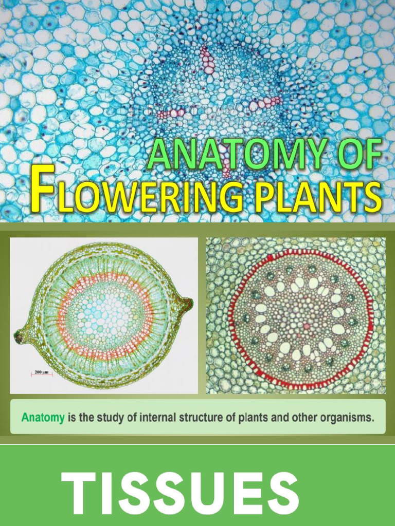 Anatomy of Flowering Plants | PDF