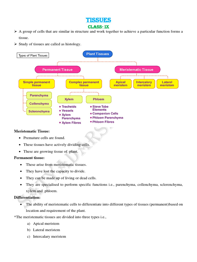 TISSUES Class IX | PDF | Tissue (Biology) | Epithelium