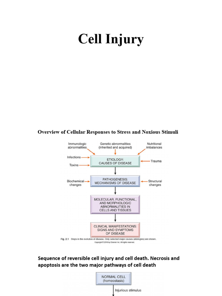 Cell Injury | PDF | Apoptosis | Necrosis