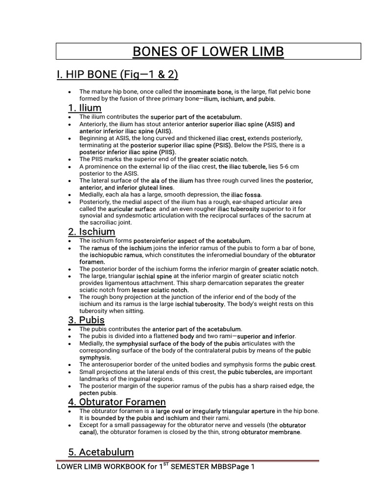 Lower Limb Manual Low Pdf Musculoskeletal System Lower Limb Anatomy