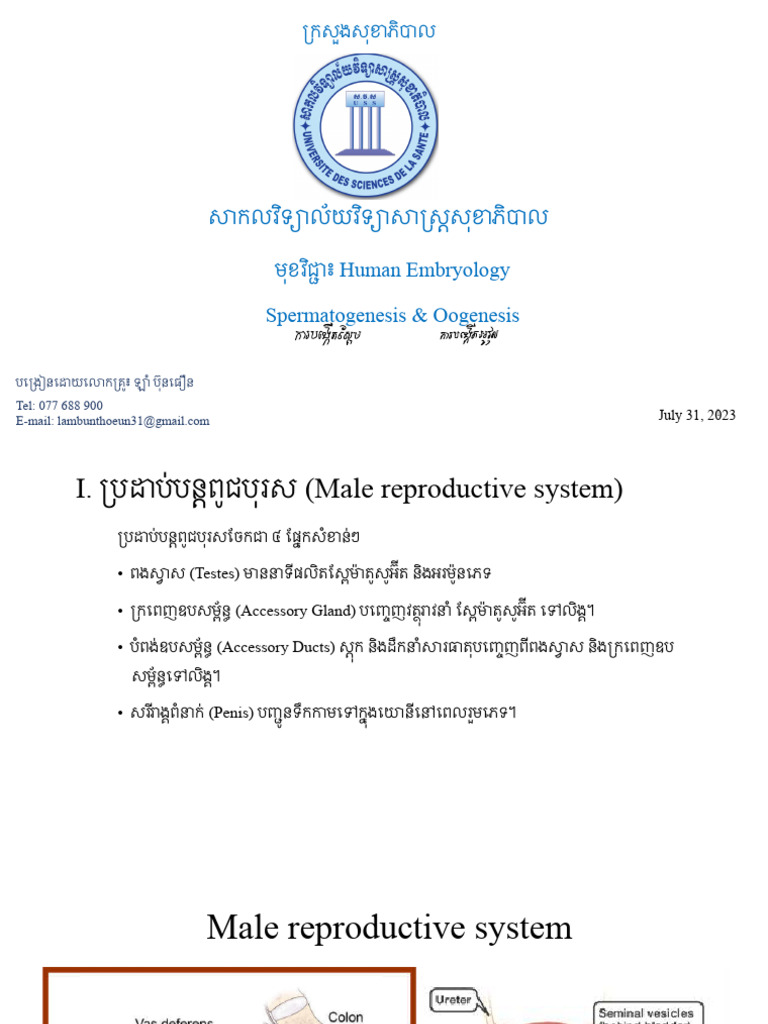 Ch2 Male Reproductive System 2023 Download Free Pdf Female