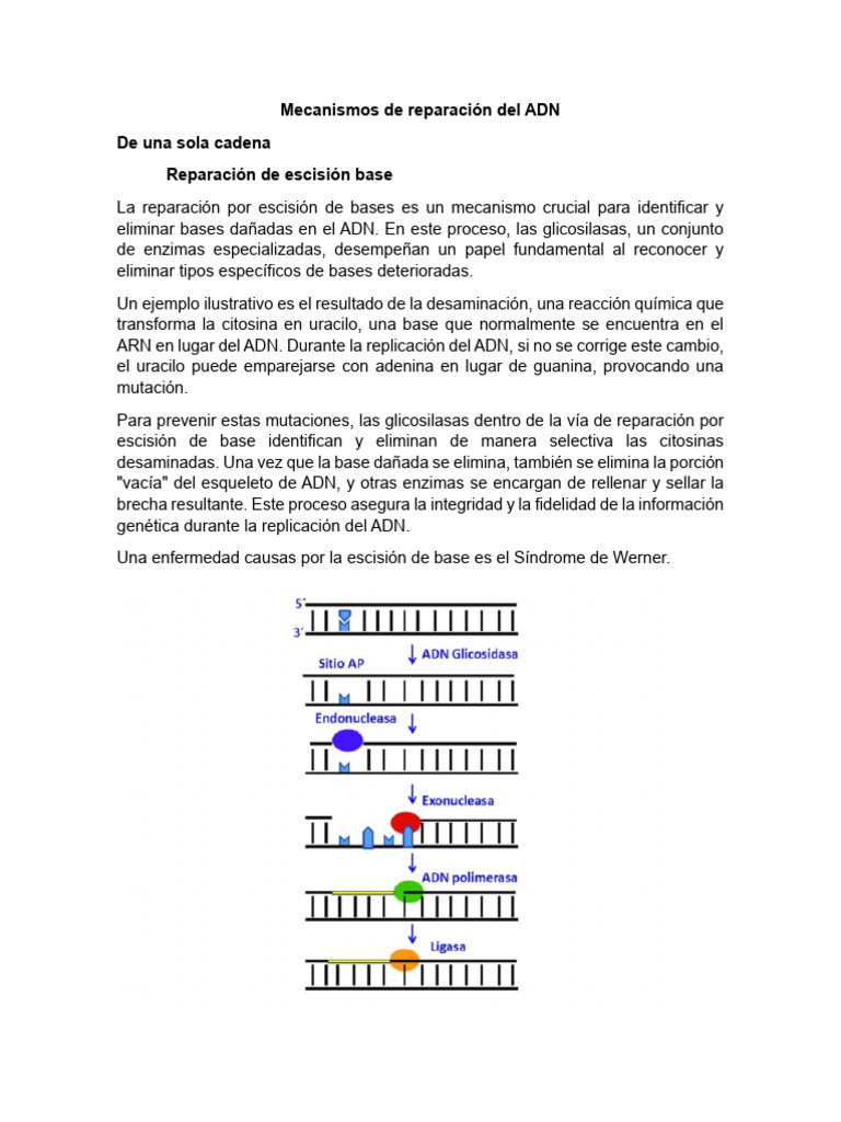 Mecanismos de Reparación Del ADN | PDF | Adn | Reparación de adn