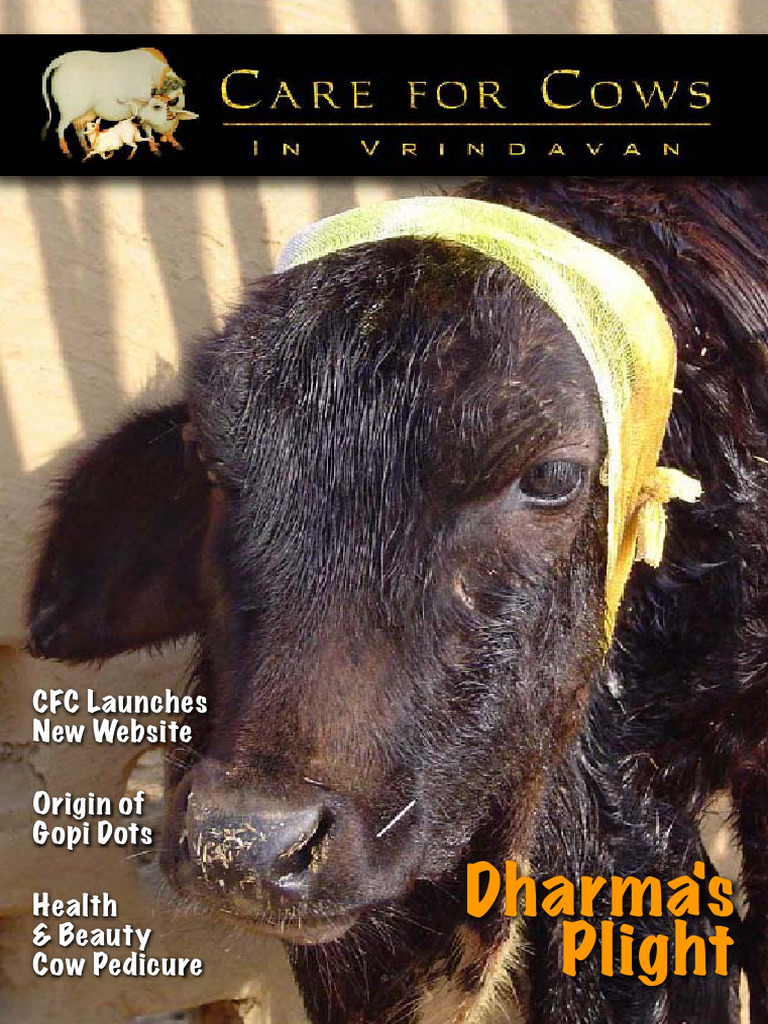 Care For Cows - News - 2006-04 | PDF | Cattle | Vanilla