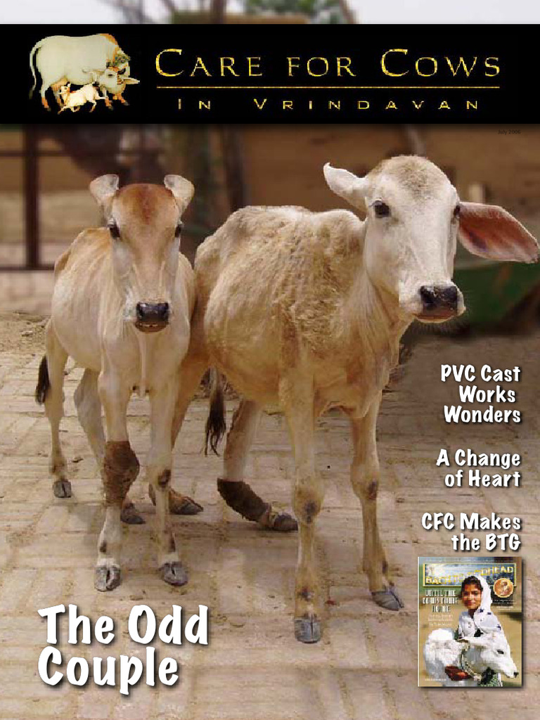 Care For Cows - News - 2006-07 | PDF