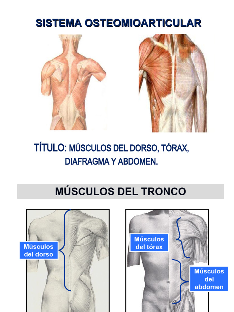 Anatomía De Los Músculos Del Tronco
