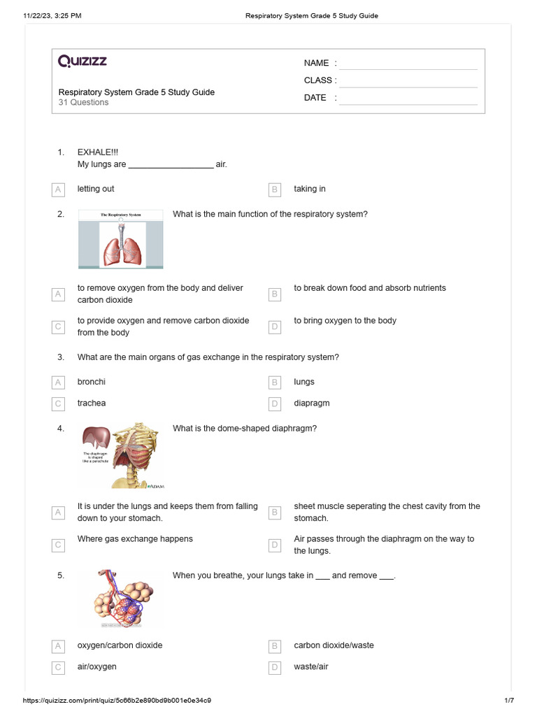 Grade 5 Respiratory System Study Guide | PDF | Lung | Respiratory System