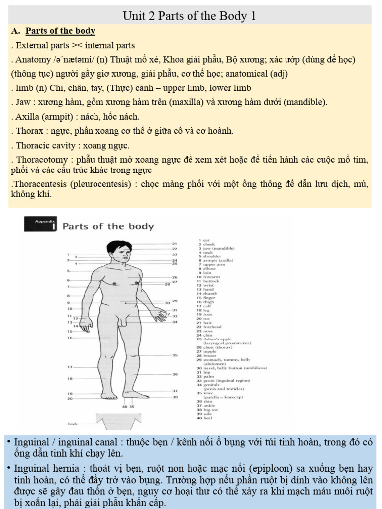Unit 1 Parts of the Body 1 | PDF