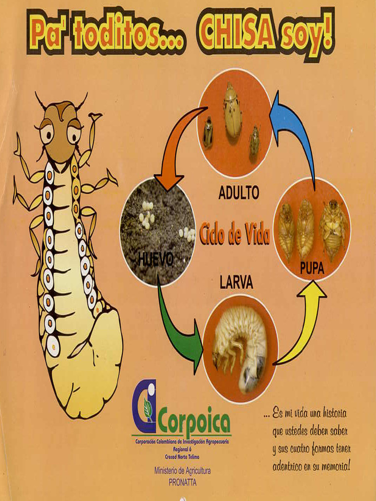 Reconocimiento y Ciclo de Vida de La Chisa | PDF