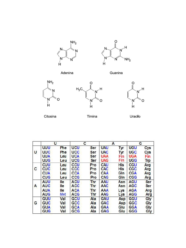 bases nitrogenadas y codones | PDF