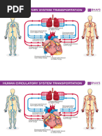 Grade 5 Respiratory Quiz Guide | PDF | Lung | Respiratory System