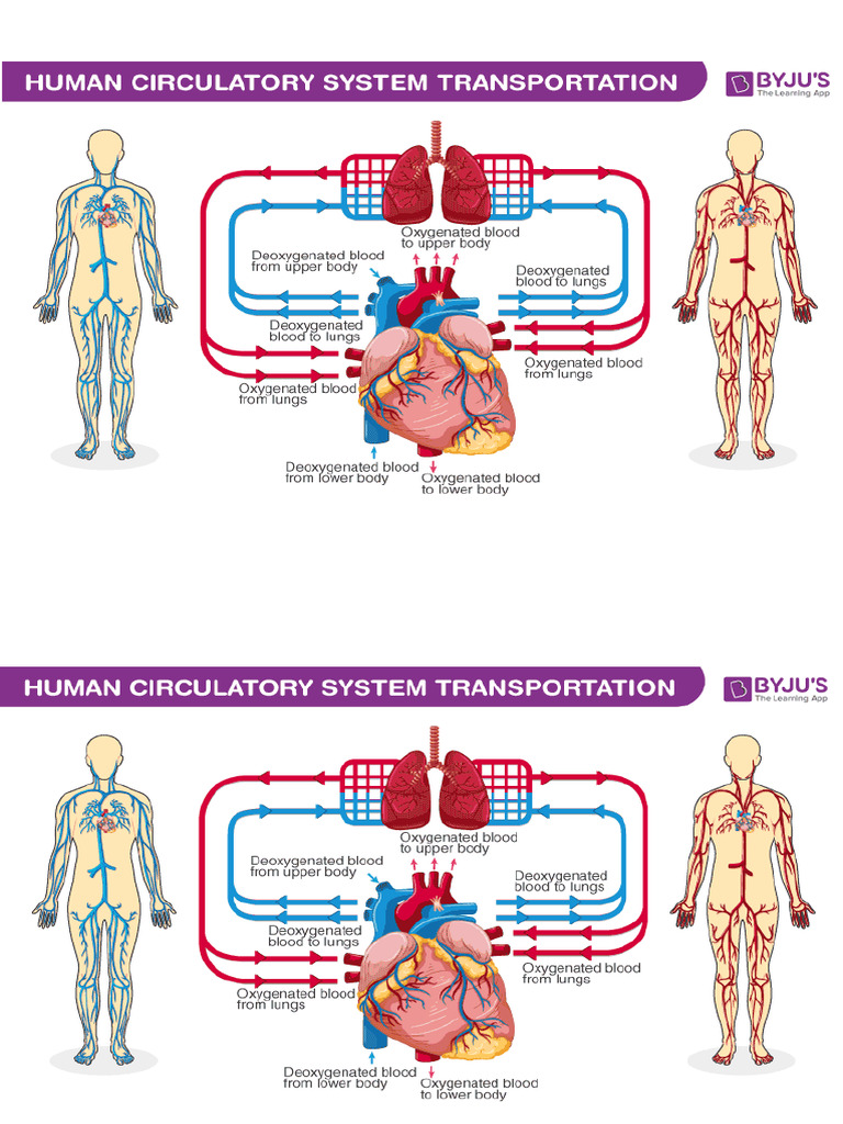 Human Circulatory System | PDF