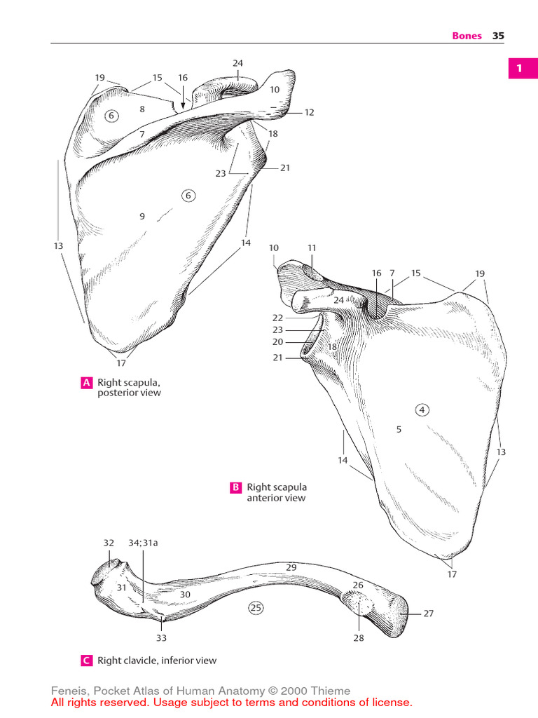 Feneis | PDF | Musculoskeletal System | Skeletal System