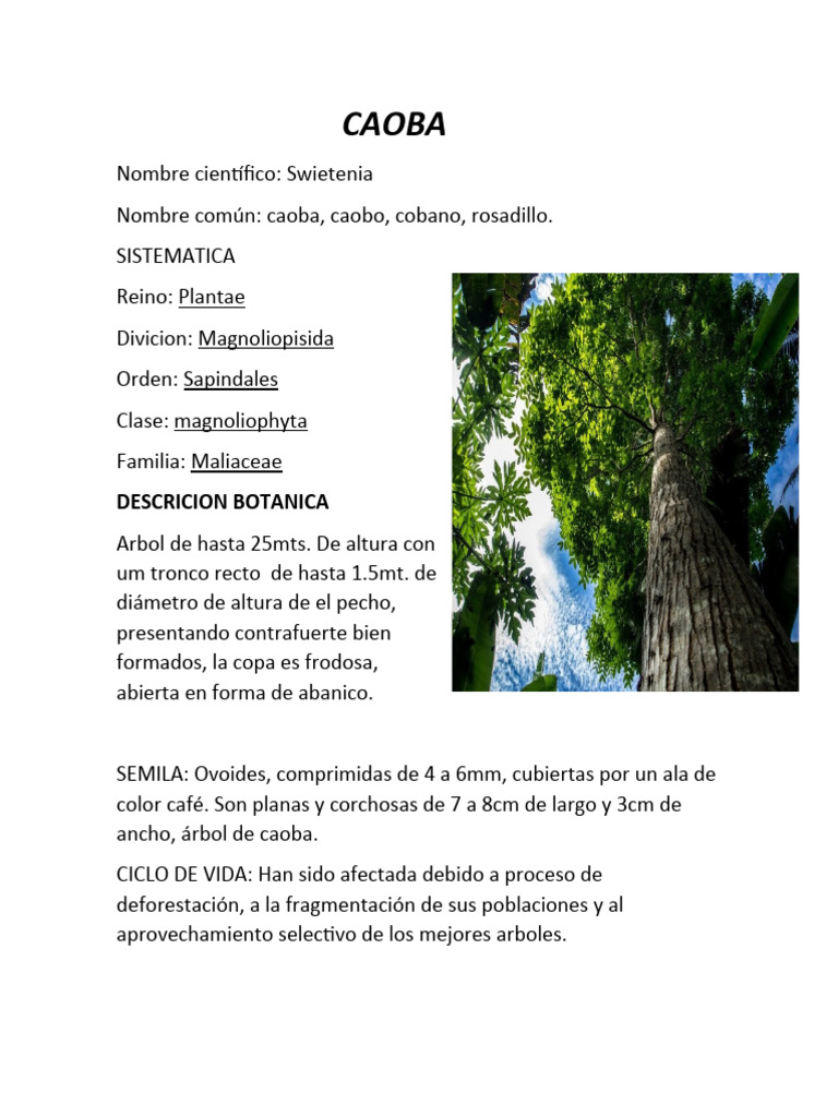 Características y descripción de la caoba | PDF