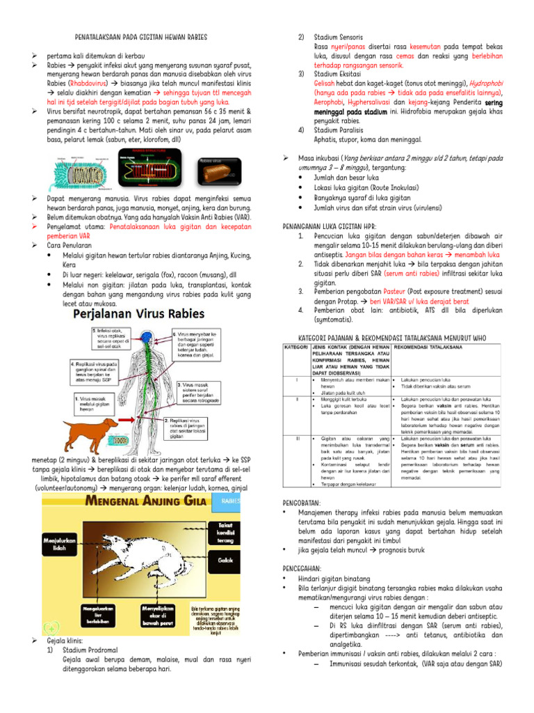 Gigitan Hewan Rabies | PDF