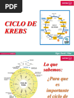 Esquema Ciclo de Krebs | PDF