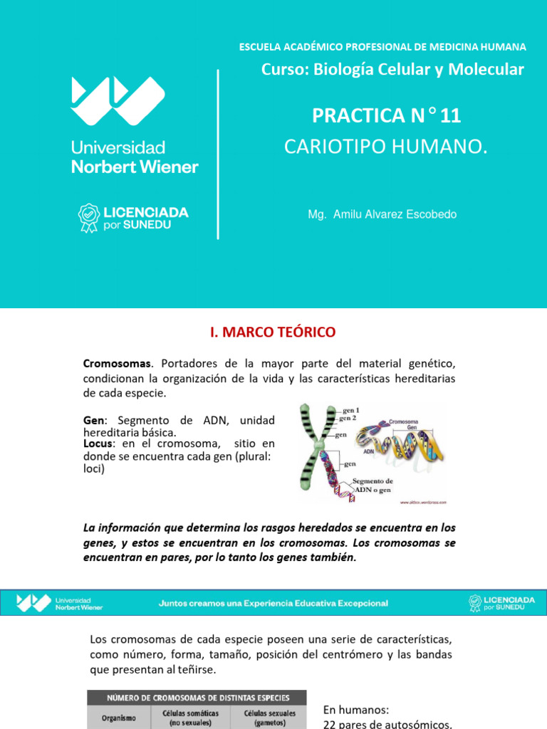 Practica 11 - Cariotipo Humano | PDF | Cariotipo | Cromosoma