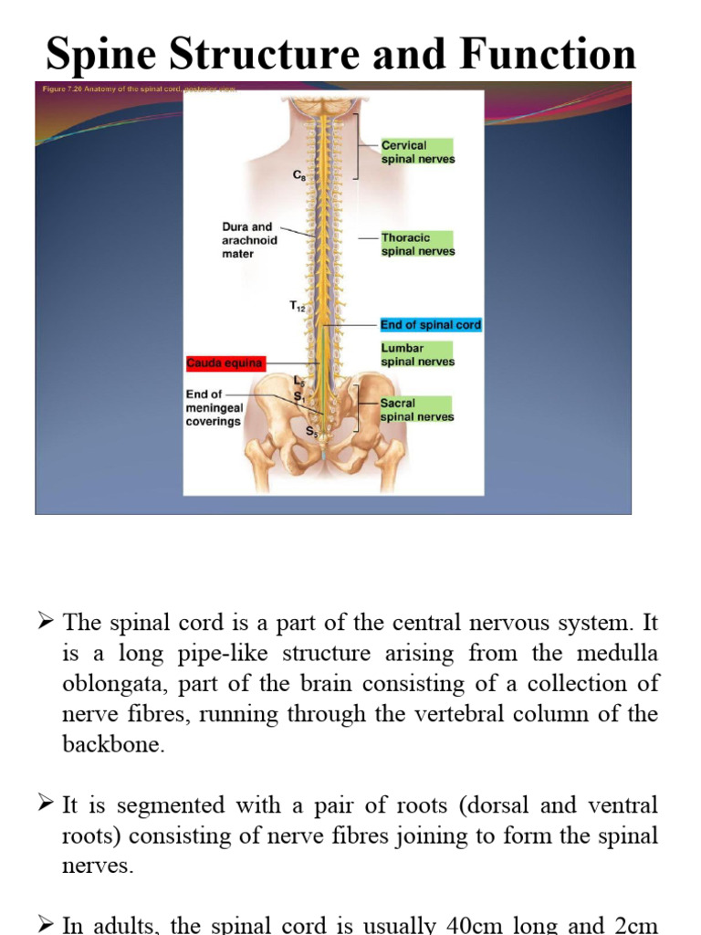 Spine Structure and Function | PDF | Spinal Cord | Vertebral Column