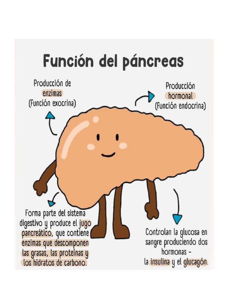 010203 Funciones Del Páncreas | PDF