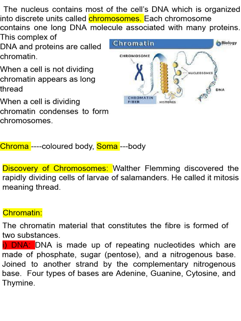 Cell Cycle and Cell Division - Notes | PDF | Mitosis | Meiosis