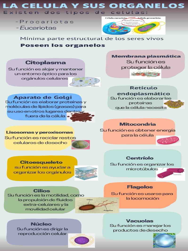 La Célula y Sus Organelos | PDF
