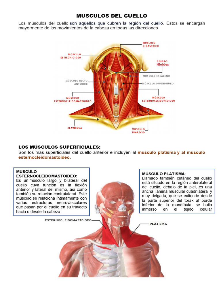 1-Musculo Del Cuello | PDF