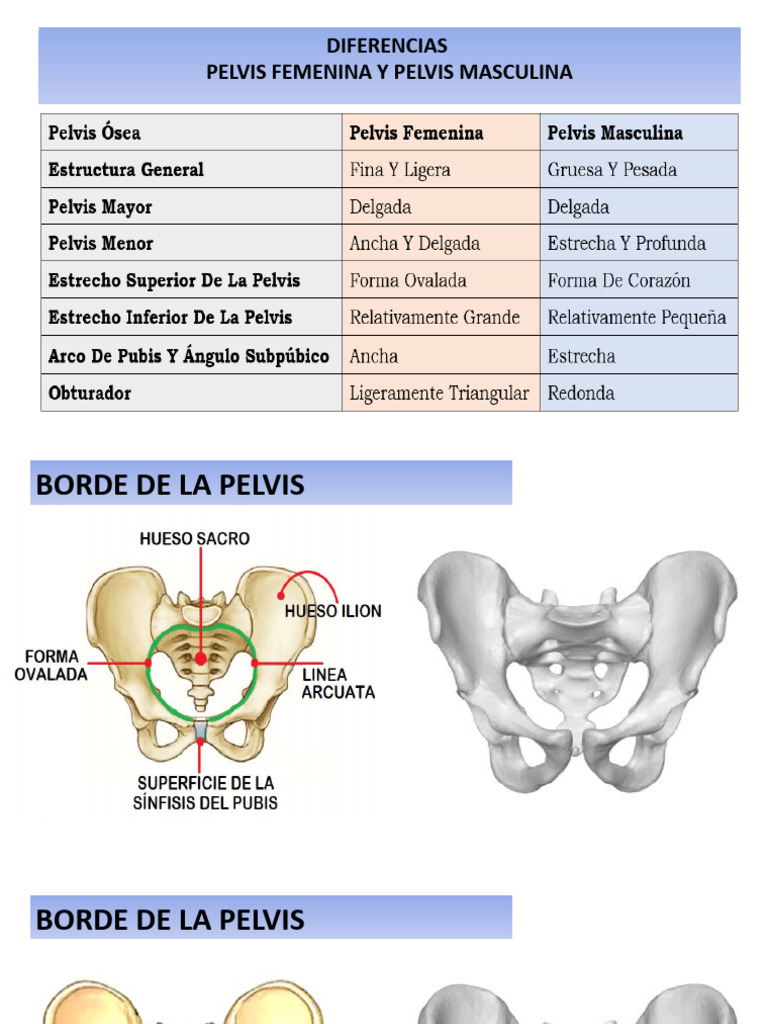 Diferencias Pelvis Masculina y Femenina | PDF