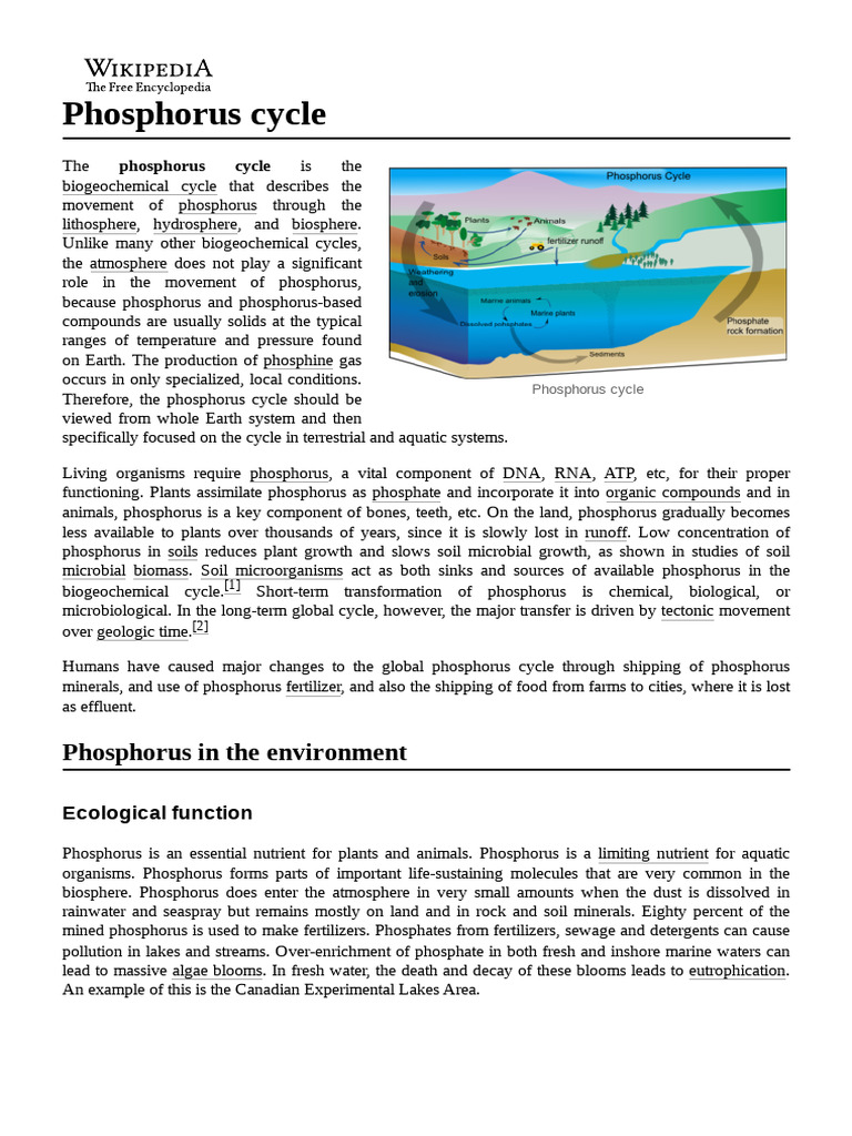 Phosphorus_cycle | PDF | Eutrophication | Nature