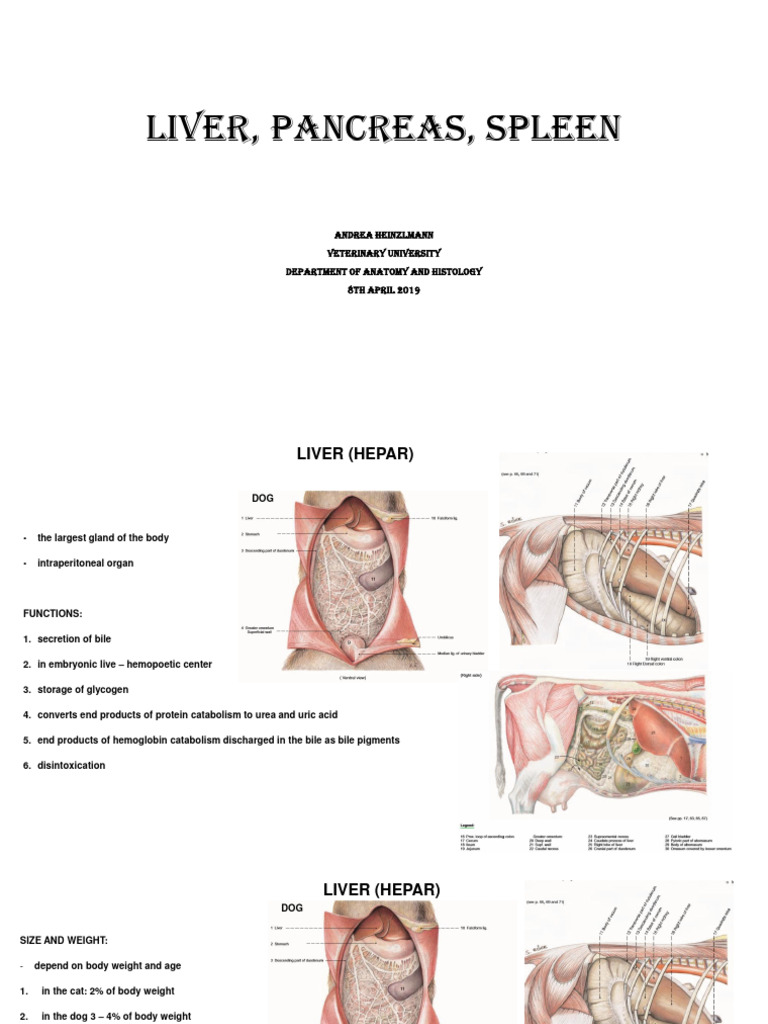 Liver Pancreas Spleen | PDF | Liver | Pancreas