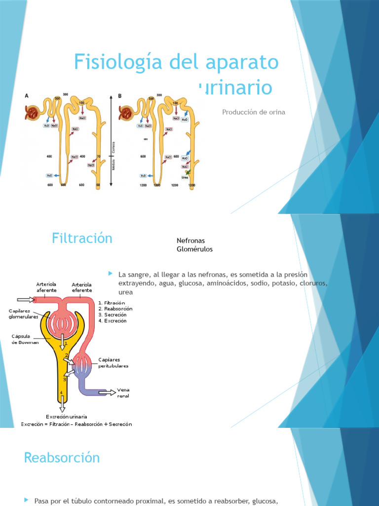 Fisiología Del Aparato Urinario | PDF