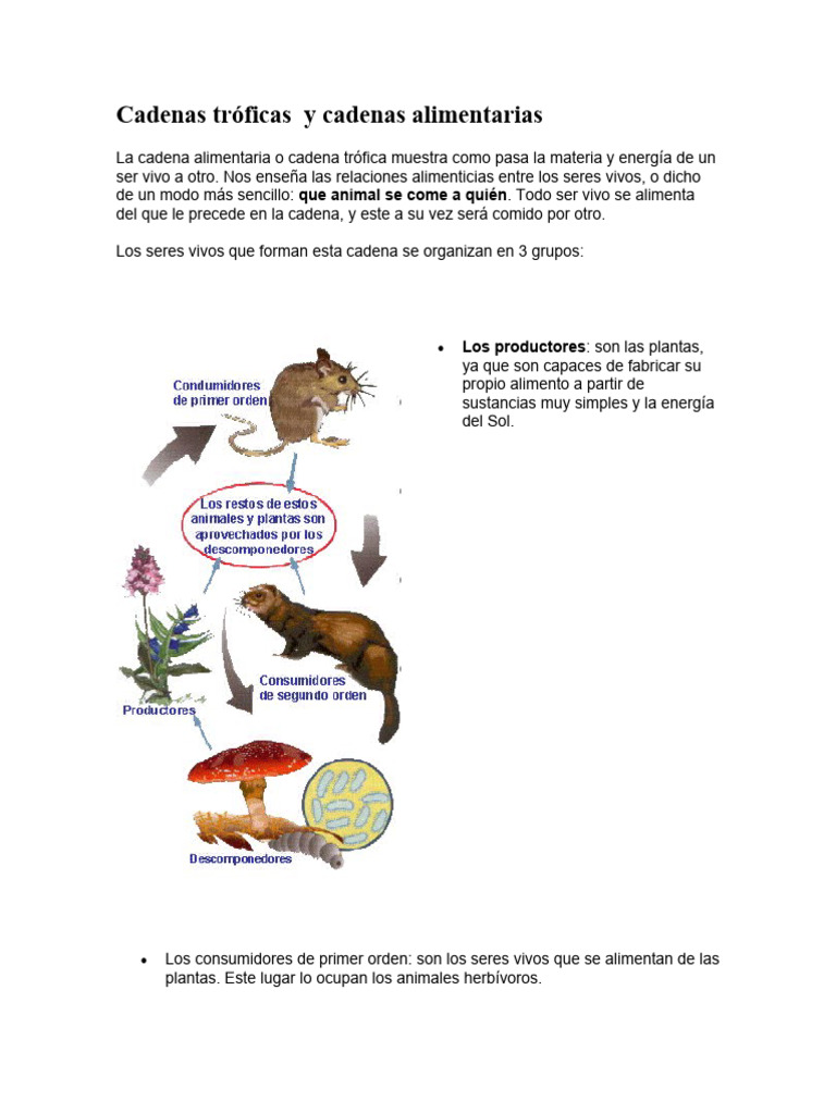 Cadenas Tróficas y Cadenas Alimentarias | PDF | Nutrientes | Alimentos