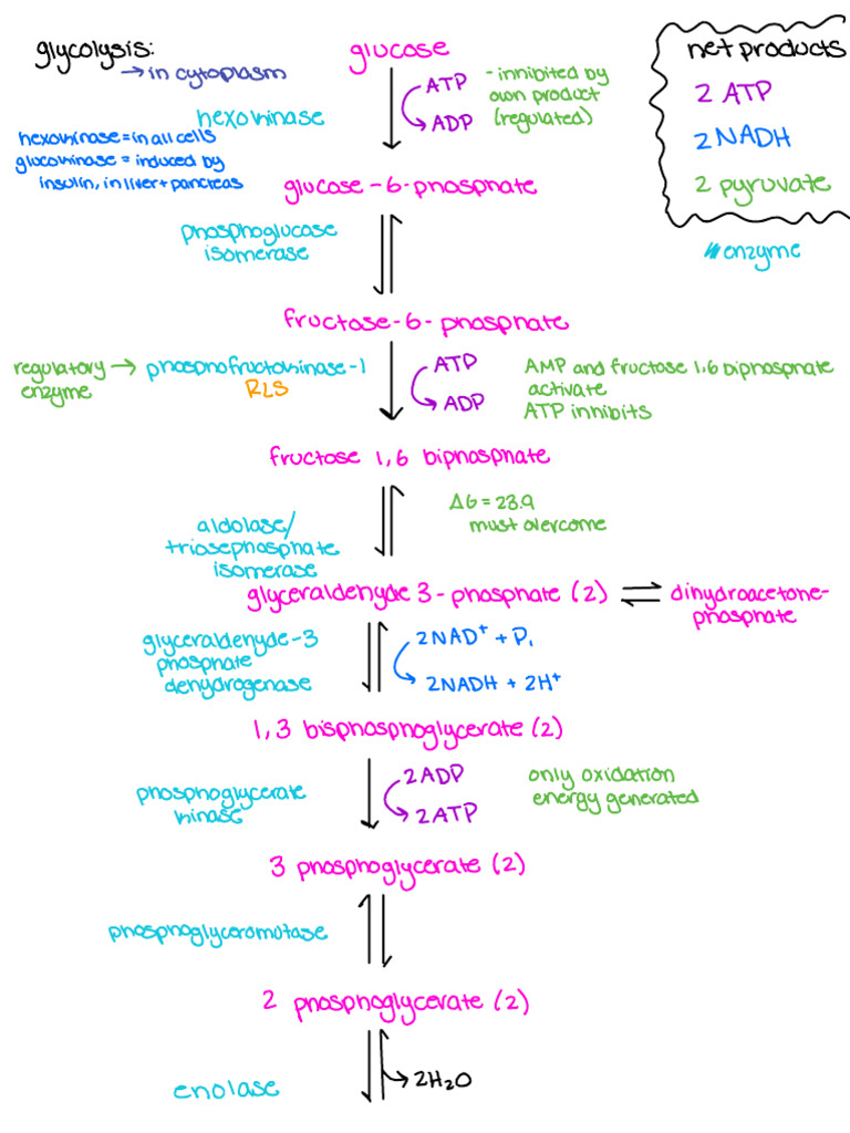 Metabolism | PDF | Glycolysis | Adenosine Triphosphate