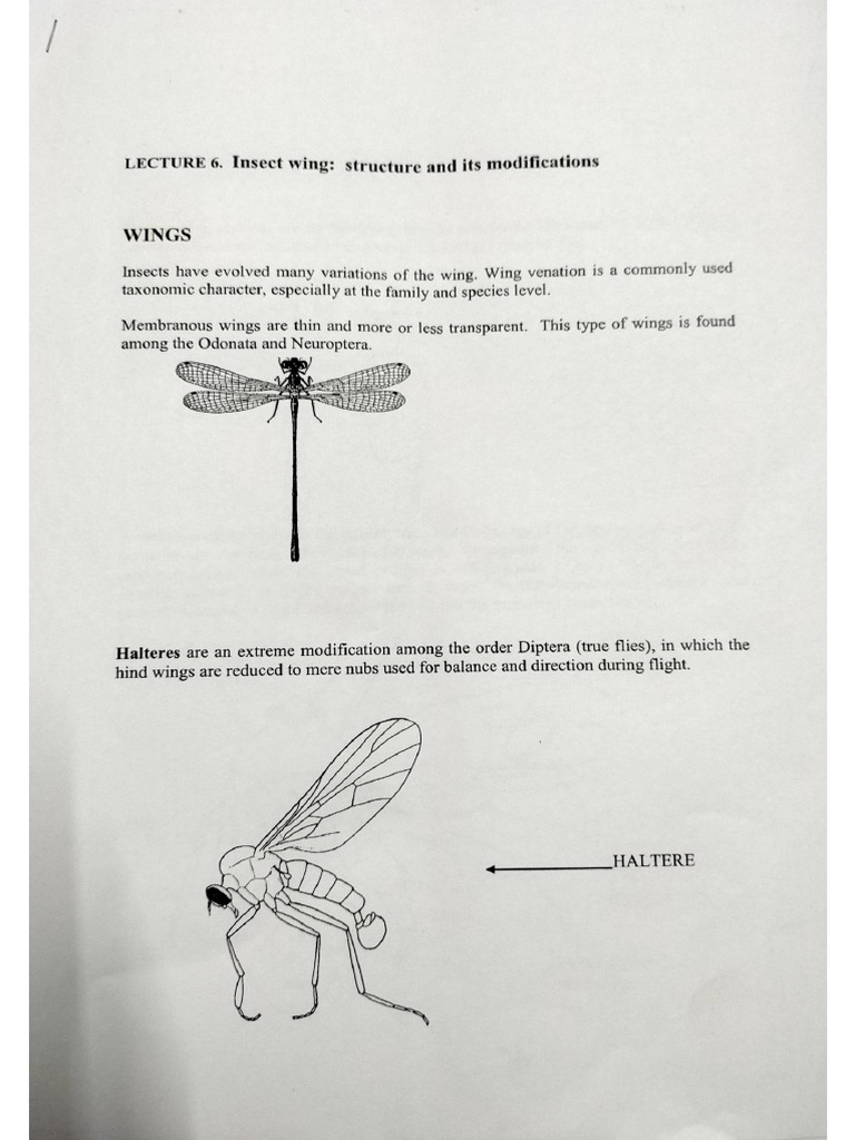Wing of Insects | PDF