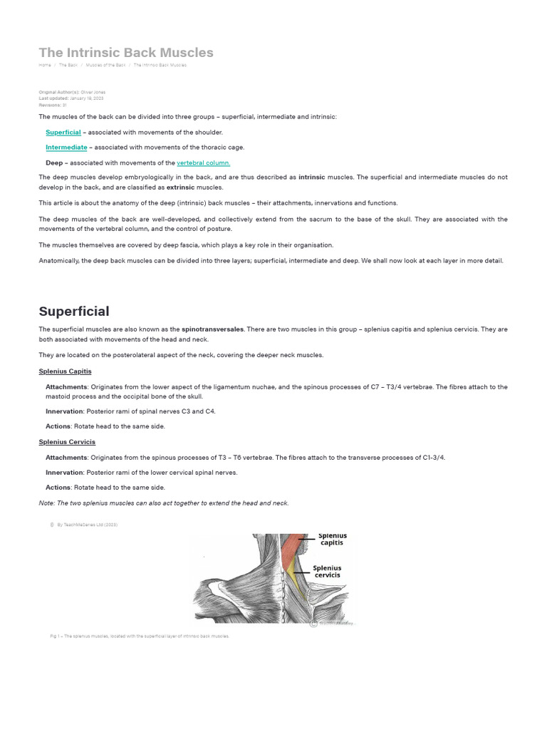 The Intrinsic Back Muscles - Attachments - Actions - TeachMeAnatomy | PDF | Vertebra | Vertebral ...
