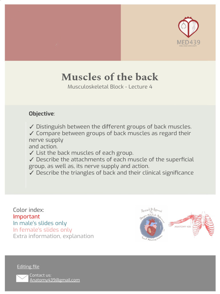 4. Muscles of the back | PDF | Vertebral Column | Anatomy