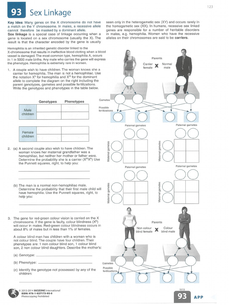 Sex Linkage Worksheets | PDF