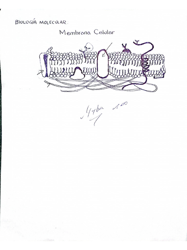 Biología Molecular - Hito 2 | PDF