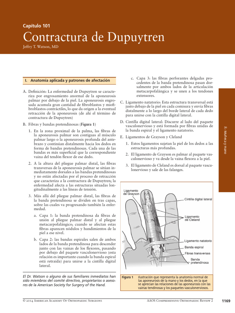 Anatomía de la Contractura de Dupuytren | PDF | Mano | Medicina CLINICA
