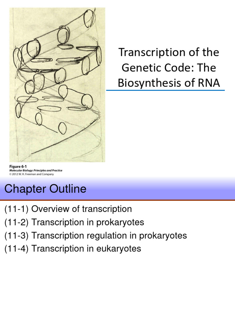 RNA Transcription | PDF | Operon | Promoter (Genetics)