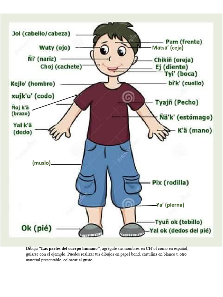Dibujo Partes Del Cuerpo Humano En Espanol