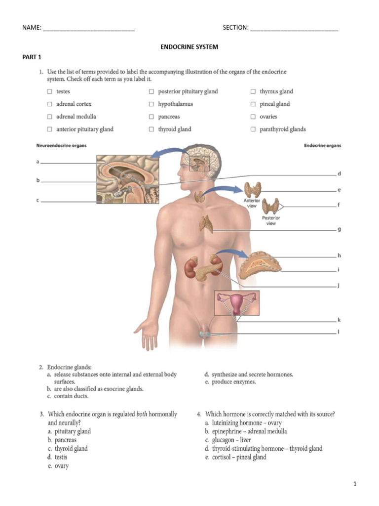 ENDOCRINE-SYSTEM-WORKSHEETS | PDF | Endocrine System | Thyroid Stimulating Hormone