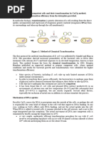 User Manual: Dh5-Alpha Competent E. Coli | PDF | Transformation ...