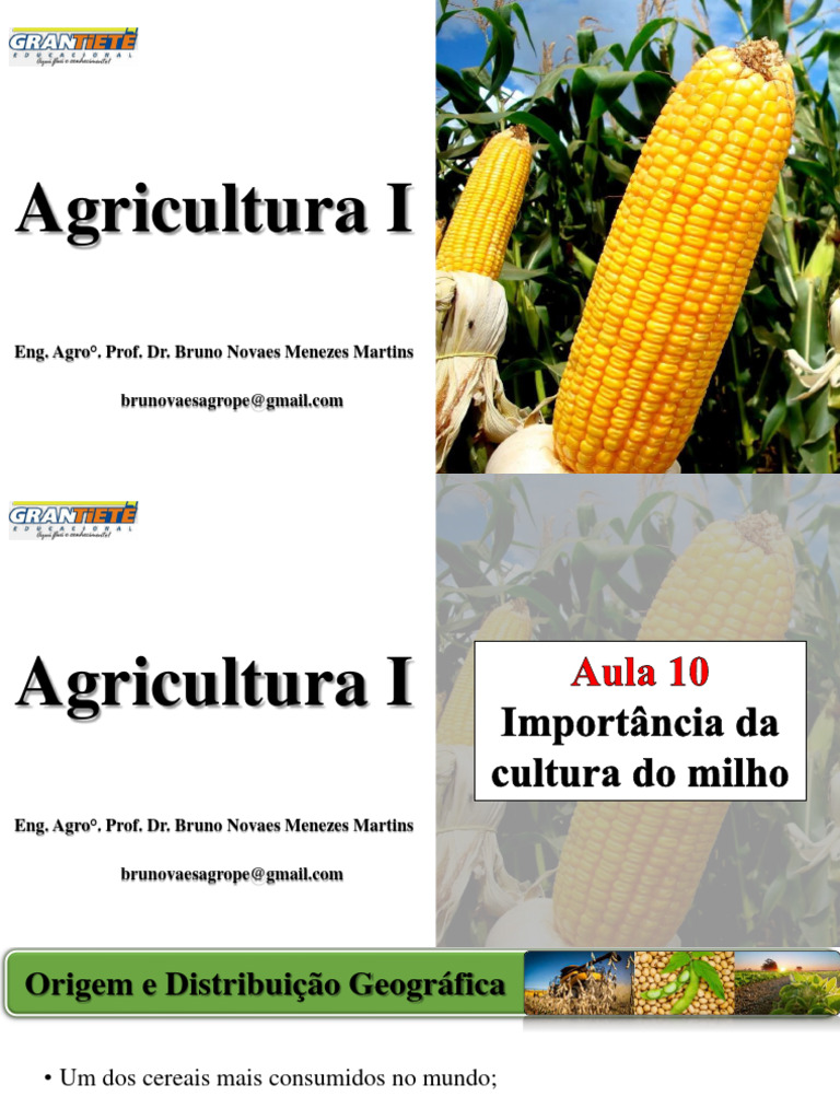 Aula 10 - Milho | PDF | Milho | Agricultura